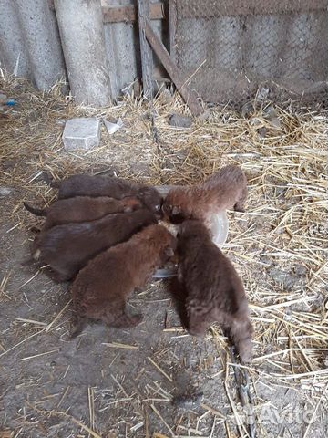 Кутята австралийской пастуховой собаки