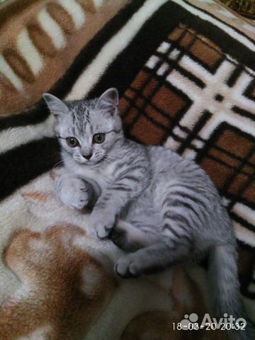 Шотландская кошечка