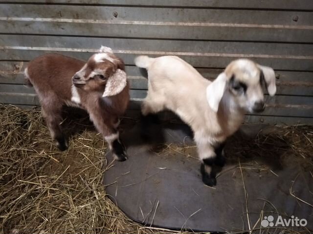 Процентные нубики