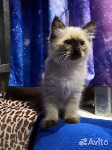 Ragdoll (Тряпичная кукла) Рэгдолл котята
