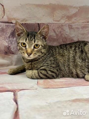 Котик Шпротик