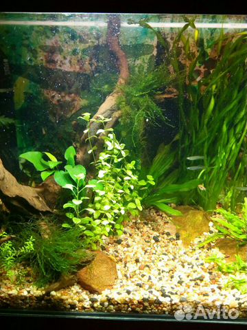 Аквариумные растения, прополка