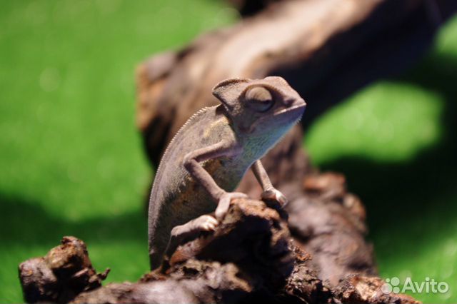 Хамелеон йеменский