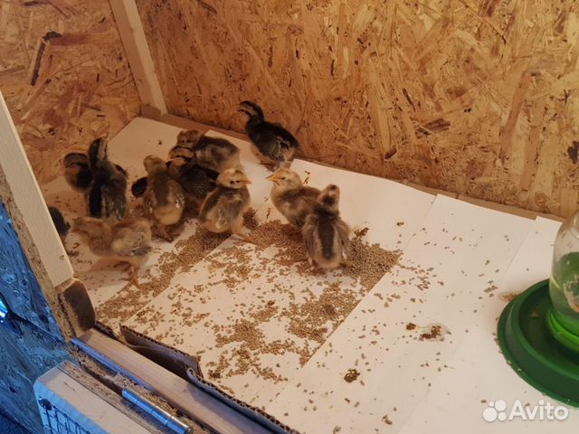 Суточные циплята Легбар