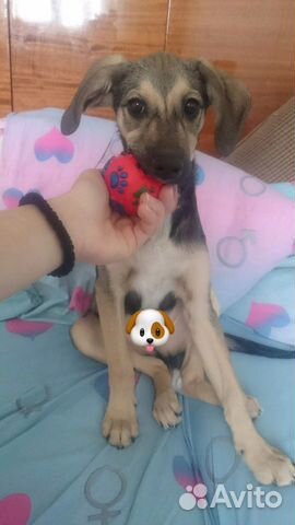 Милый щеночек в добрые руки