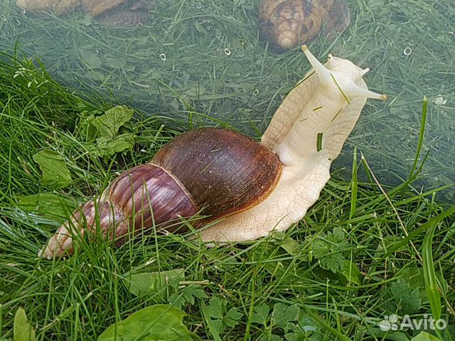 2 Улитки Ахатина Фулика