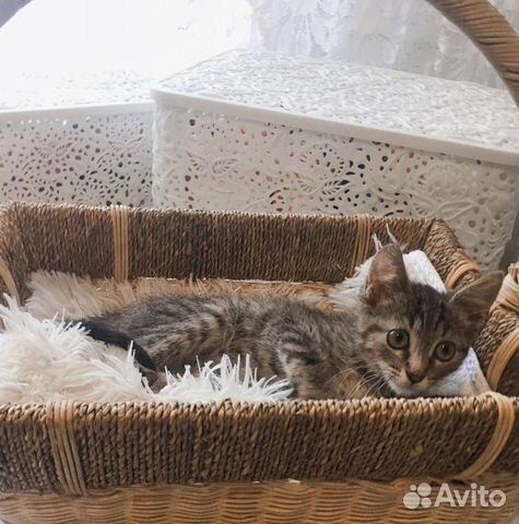Котёнок