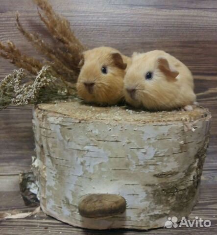 Морские свинки, две сестрёнки