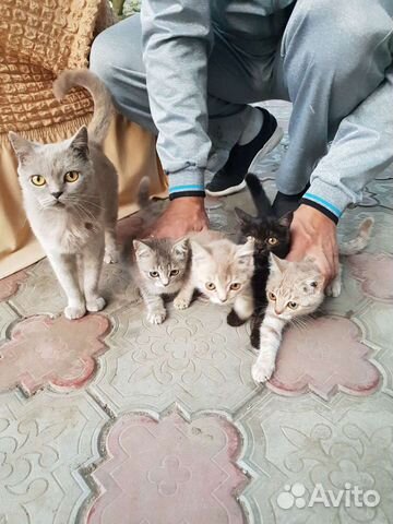 Отдаем котят