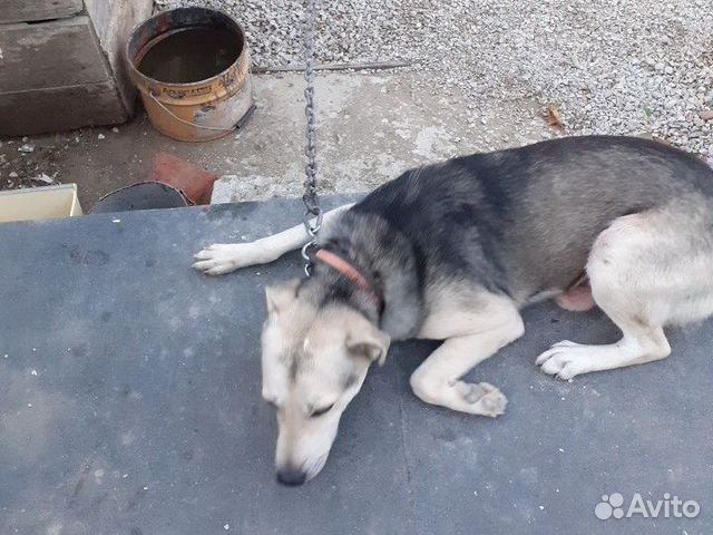 Собака,дворняга,для частного дома