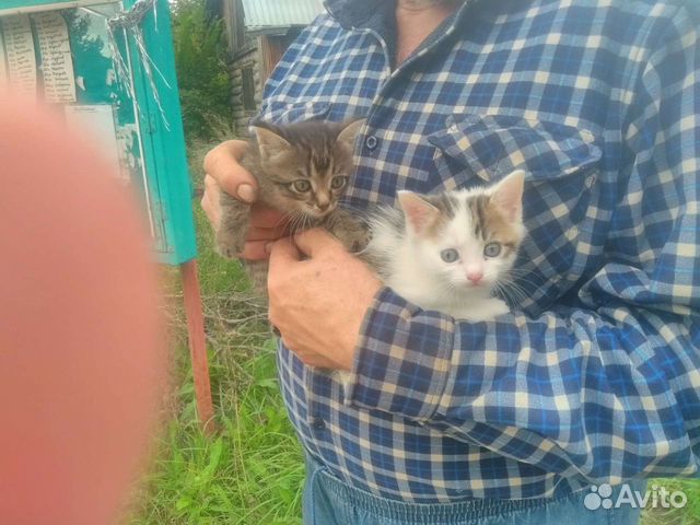 Котенок 2 месяца в добрые руки