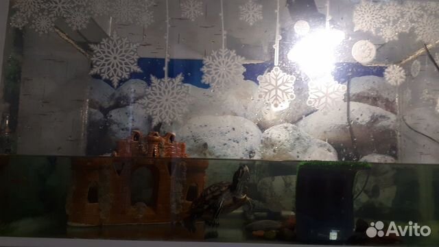 Продам черепах вместе с аквариумом