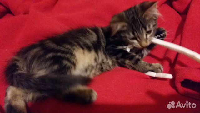 Норвежкий лесной котенок левочка мраморного окраса