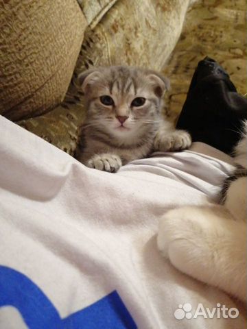 Шотландский котёнок