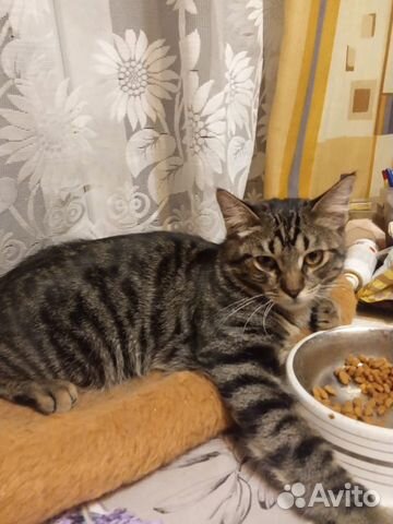 Котенок Шпрот