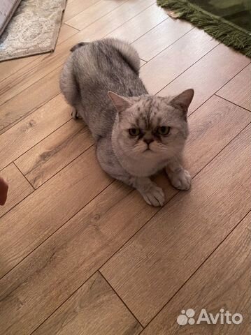 Шотландец/перс