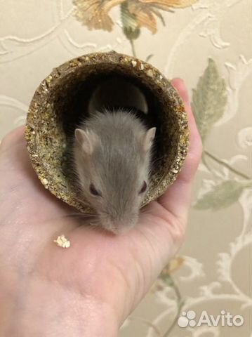 Песчанка