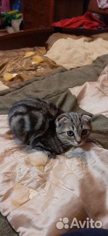 Кошка пародистая виславухая