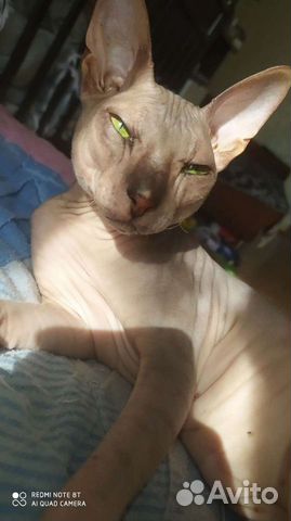 Сфинкс (резинка) мальчик (вязка)