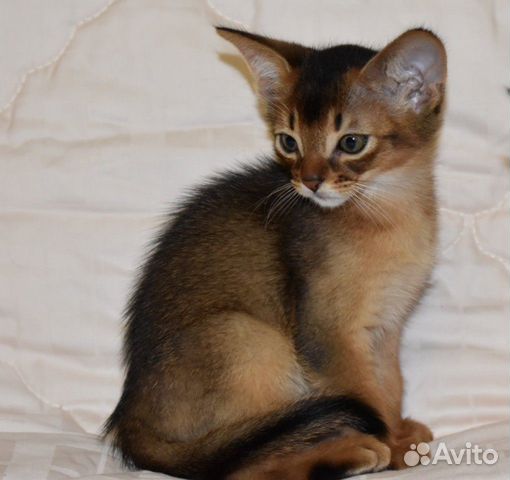 Абиссинская