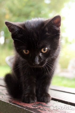 Котёнок