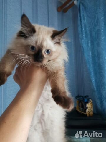 Котенок курбоб