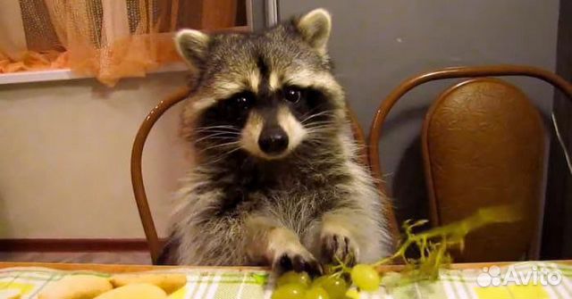Енот ручная девочка