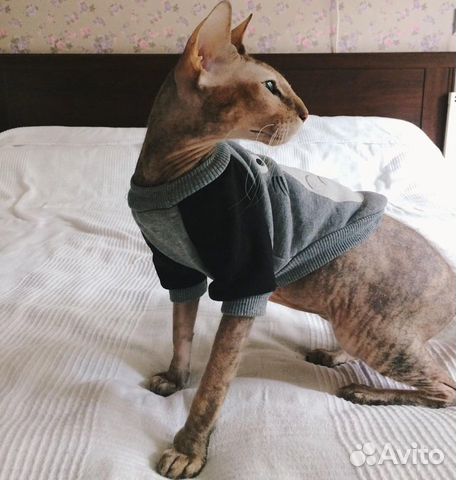 Взрослая кошка ищет новый дом