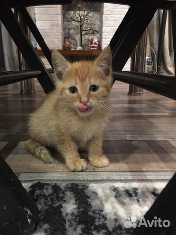 Отдам красивых котят в добрые руки