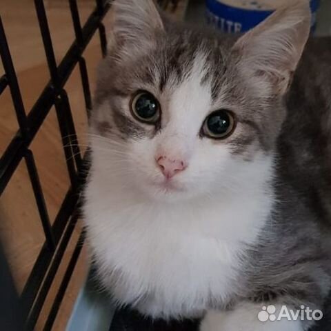 Котенок девочка 3-4 месяца