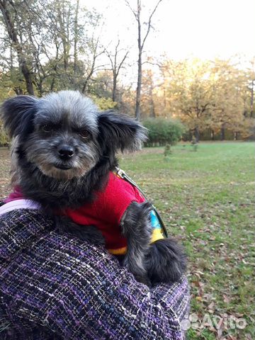 Чудесная маленькая собачка Шерри в хорошие руки