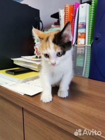Котята ищут дом