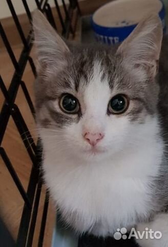 Котенок девочка 3-4 месяца