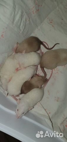 Крысы дамбо