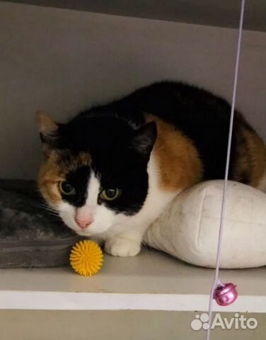 Ласковая кошка ищет дом