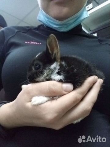 Кролик минор