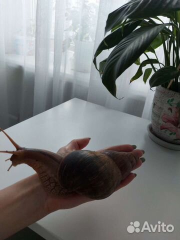 Улитки ахатины