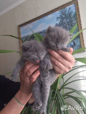 Котята