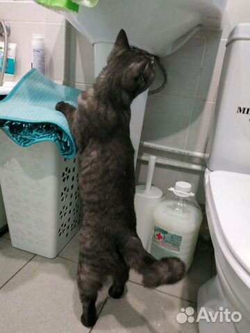 Отдам кота или кошку в хорошие руки