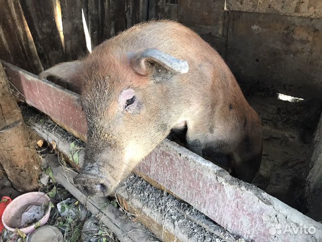 Свинья живым весом