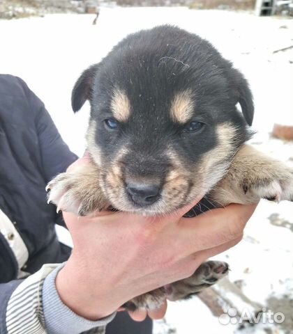 Малыши ищут дом