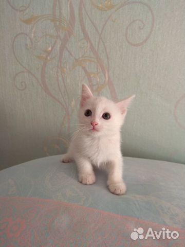Котята мальчики. Отдадим в хорошие руки