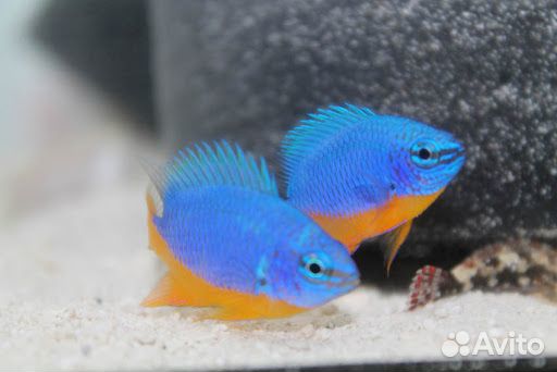 Хризиптера