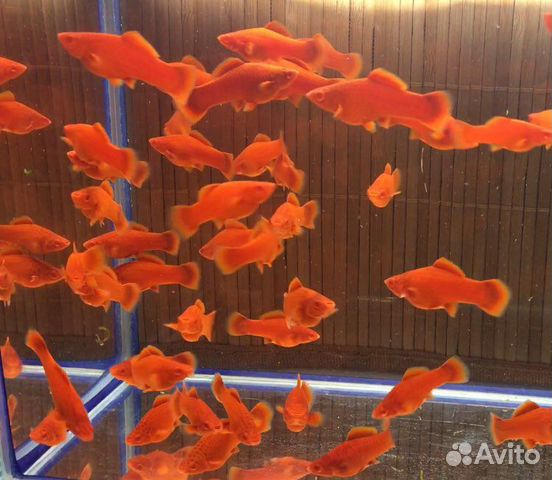 Рубиновый Меченосец