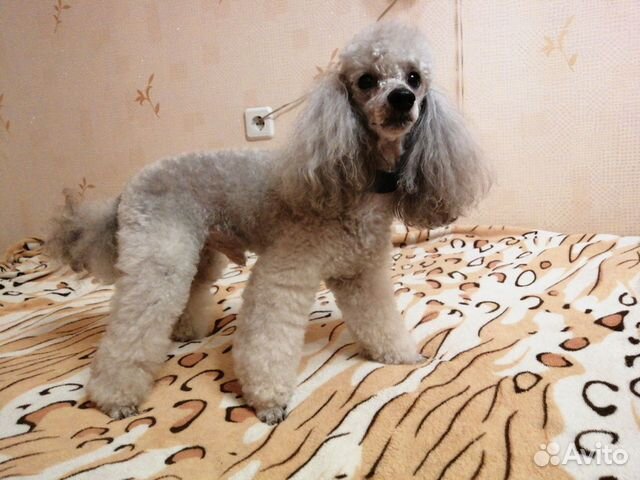 Ищу жену для пуделя