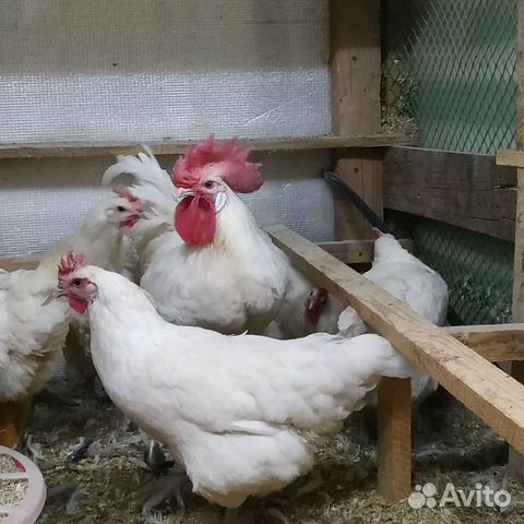 Инкубационные яйца Бресс Гальские