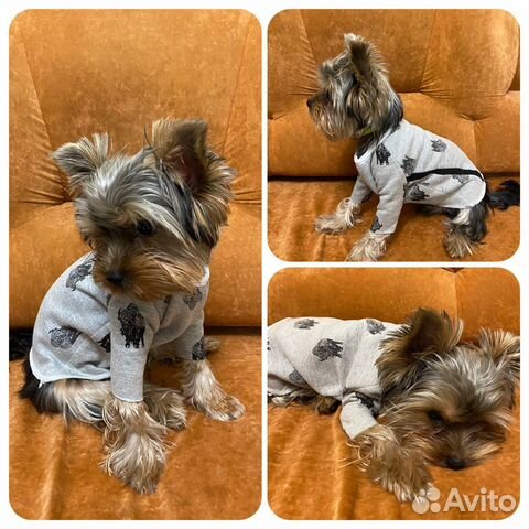 Толстовка йоркширский терьер