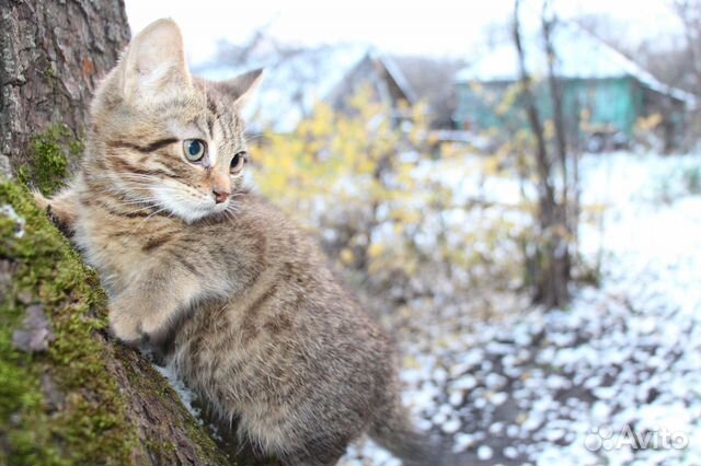Кот котик котёнок