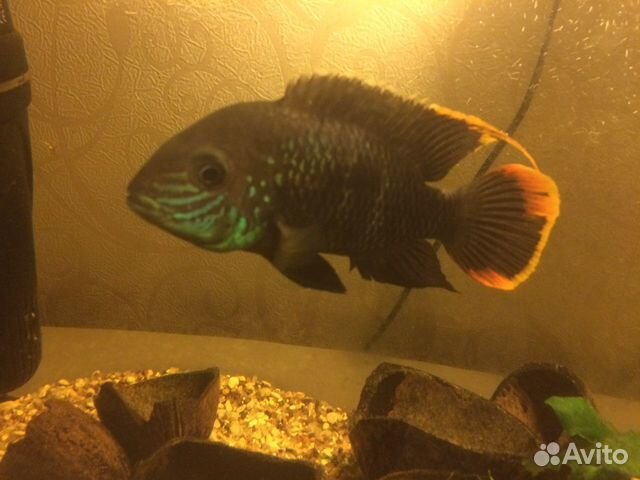 Самка Акары бирюзовой