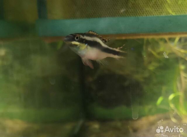 Попугаи пельвикахромис, наннакары, моллинезии